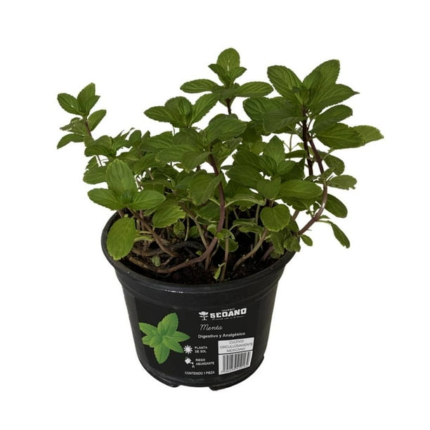 Planta de menta en maceta | Walmart en línea